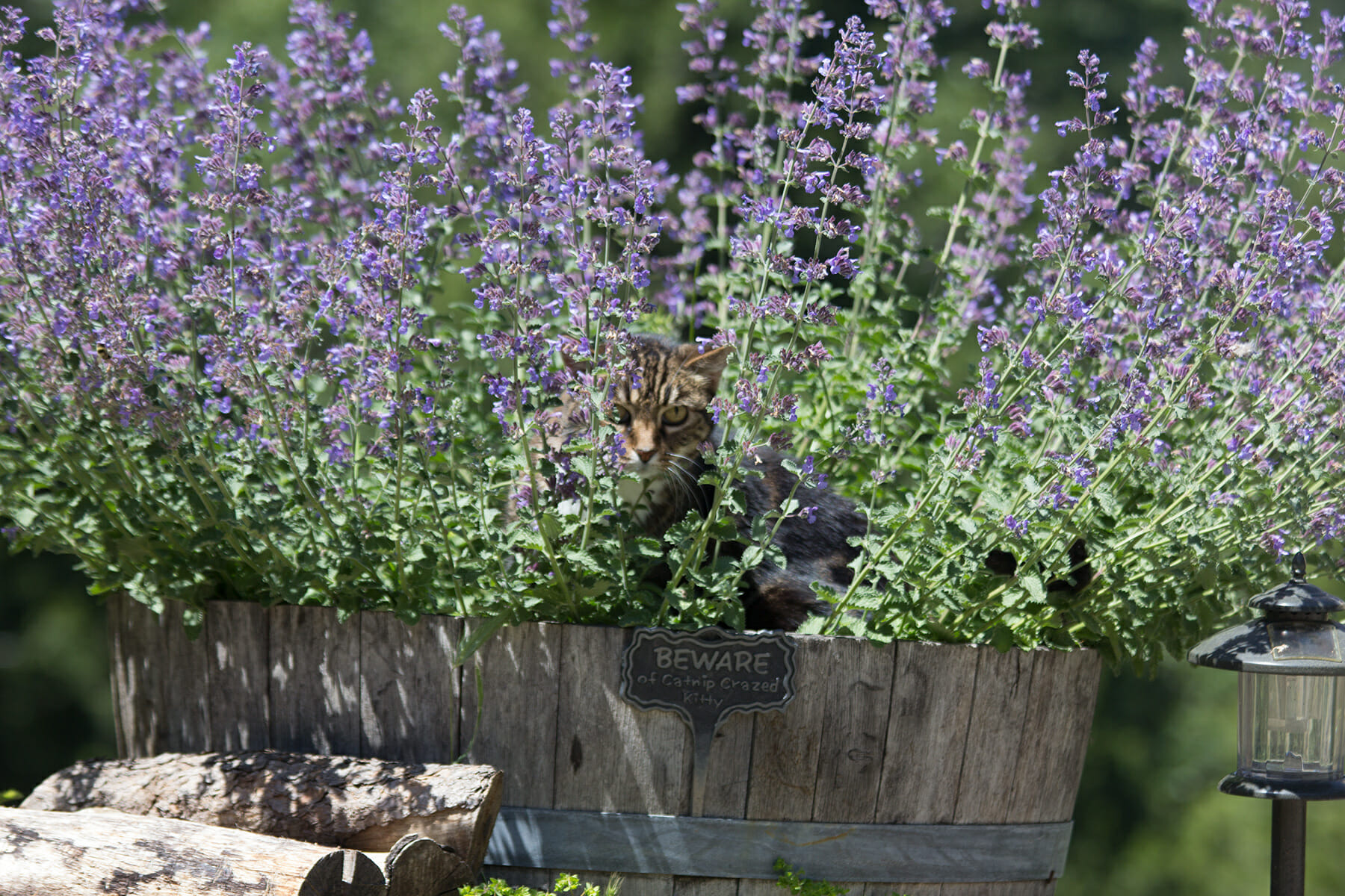 Happening Now – April 2018 – YubaNet