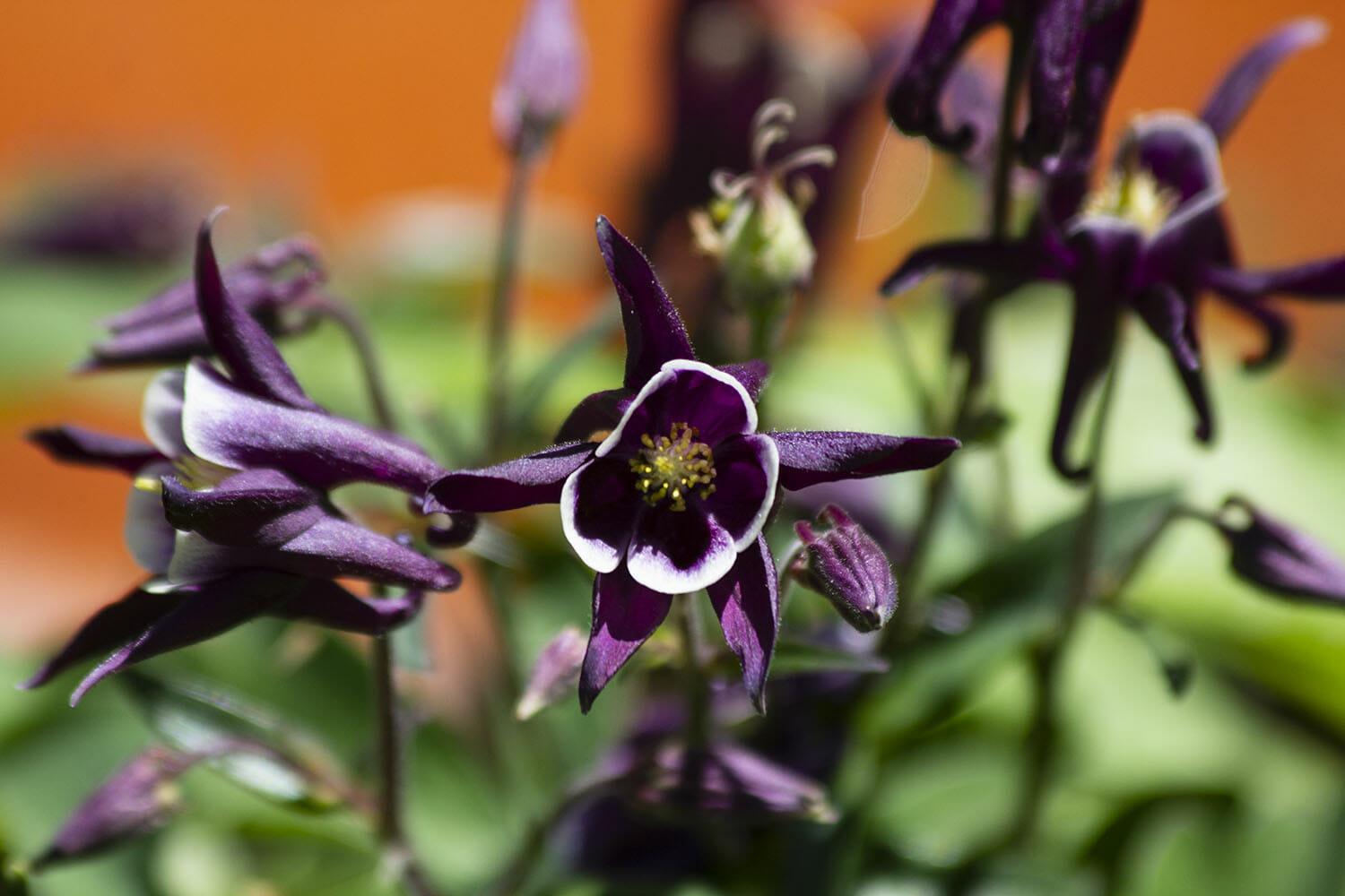 Happening Now – July 2018 | YubaNet