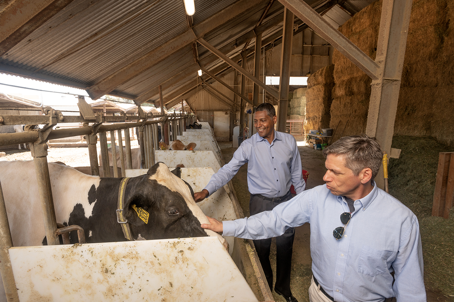 Can CRISPR Cut Methane Emissions From Cow Guts?