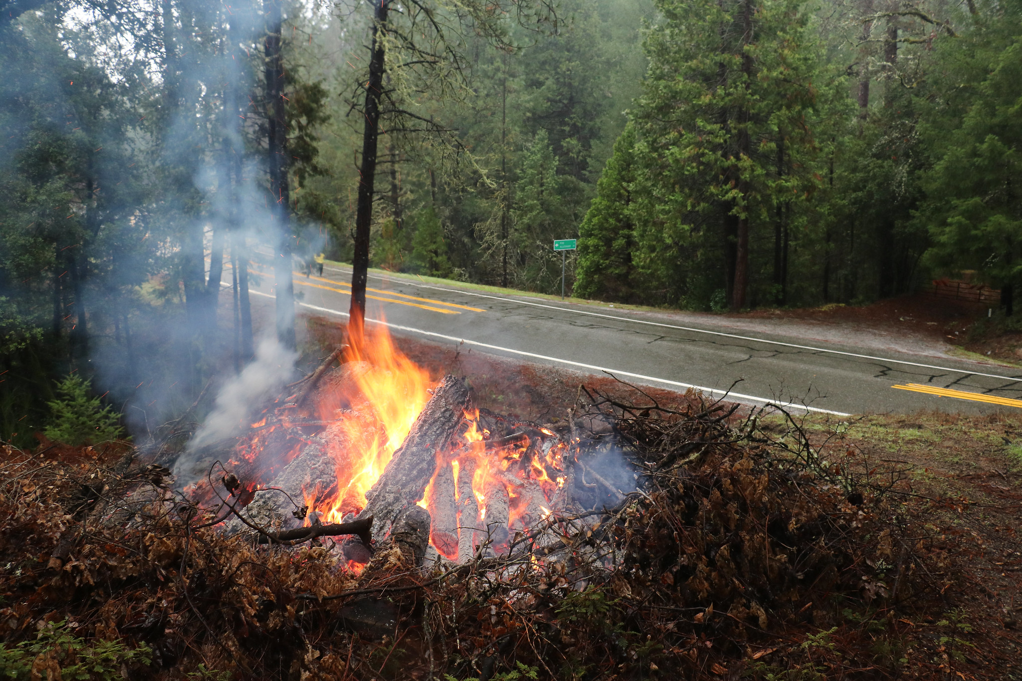 New study reveals how to make prescribed forest fires burn safer and ...