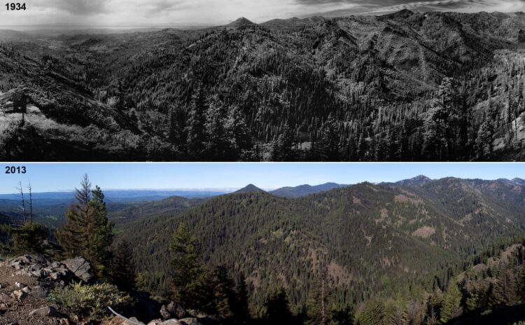 New report ‘braids’ Indigenous and Western knowledge for forest ...